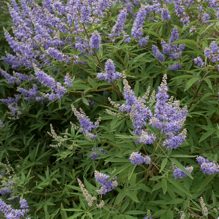 Chastetree Berry - Walkenny Park Equine Herbs